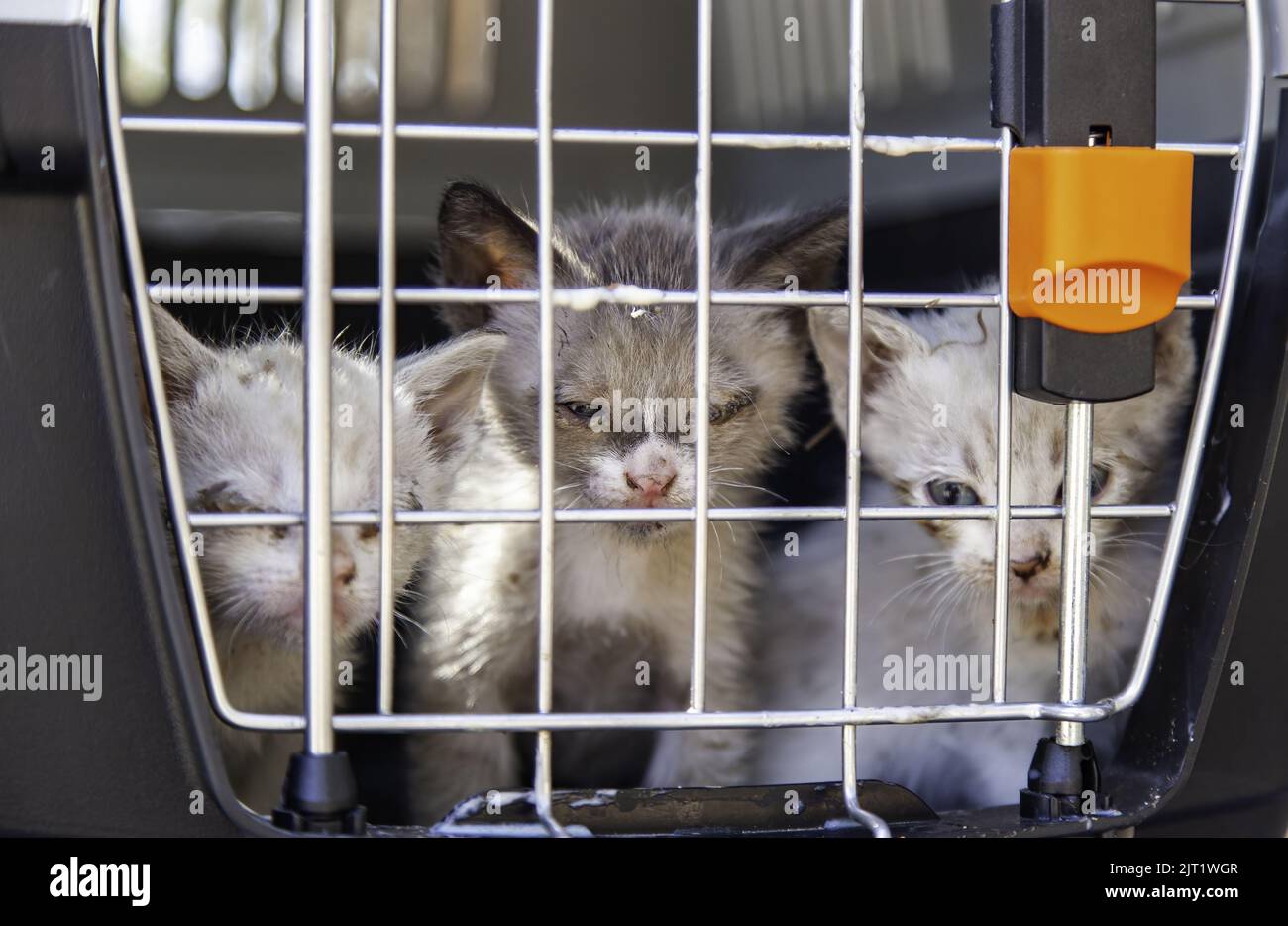 Cat locked cage trap, abandoned animals and hunting Stock Photo - Alamy