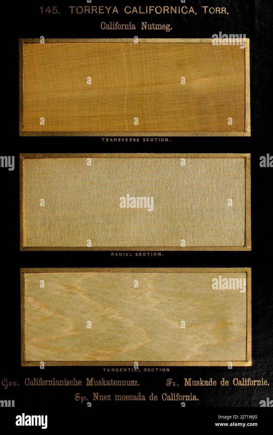 Torreya californica plate 145a houghs american woods Stock Photo - Alamy