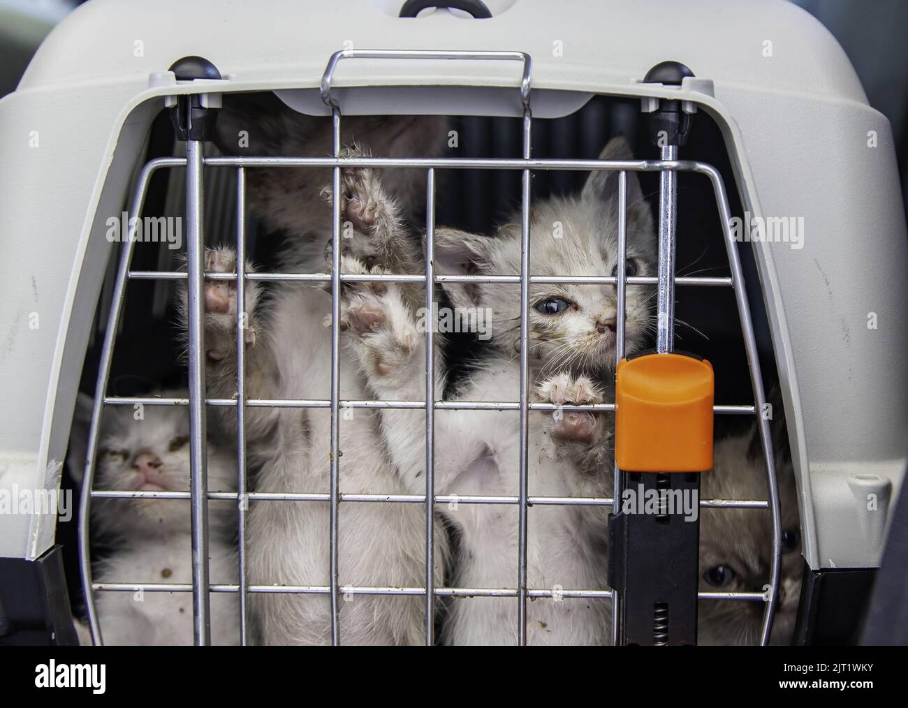 Cat locked cage trap, abandoned animals and hunting Stock Photo - Alamy
