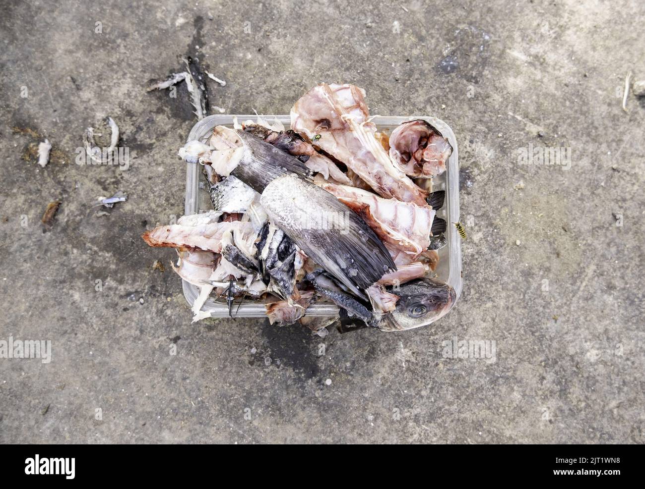 Detail of dead and dried fish in the sun, food for stray animals Stock ...