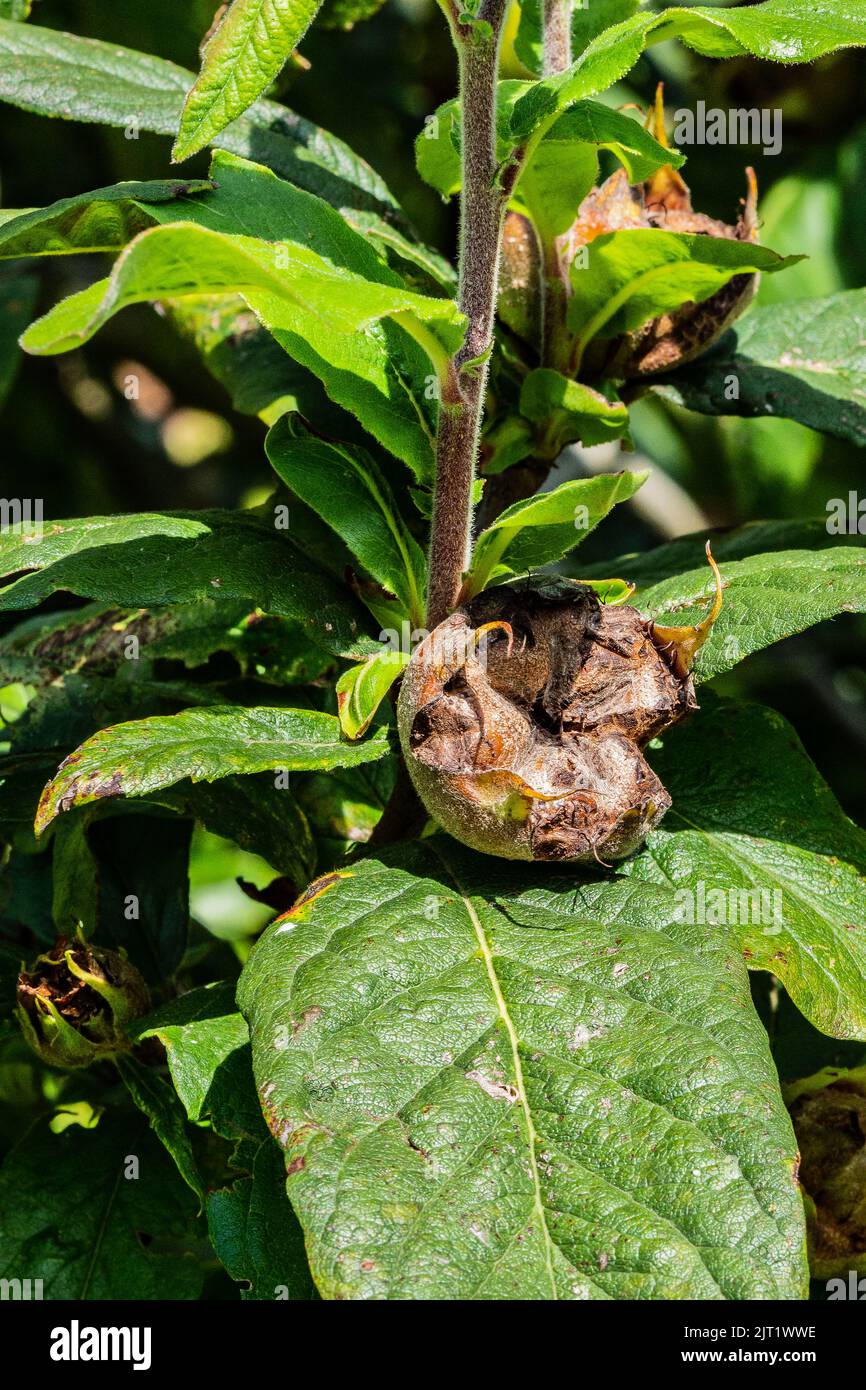 Medlar or Common Medlar (Mespilus germanica) fruit growing in Wales, UK ...