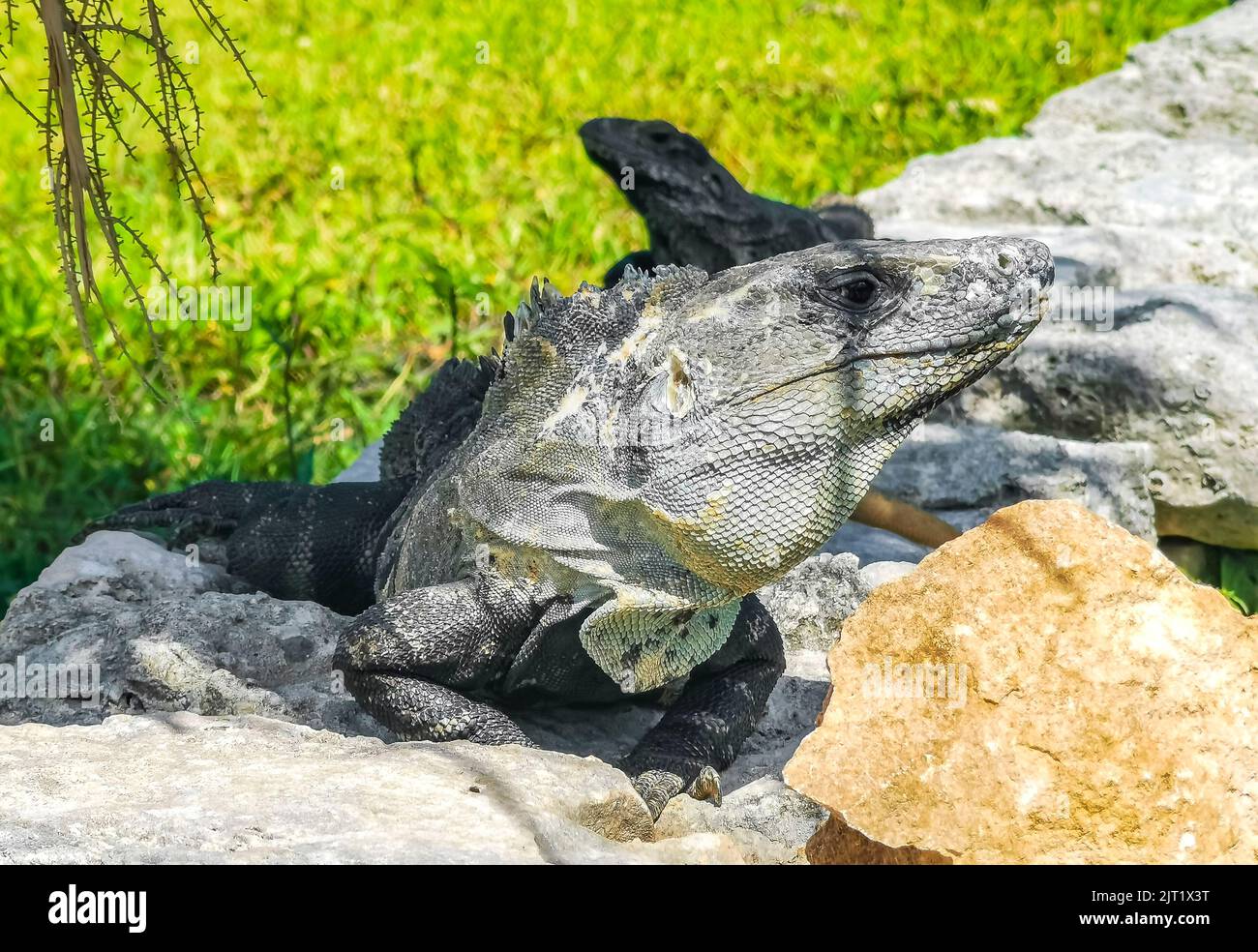 Huge Iguana gecko animal on rocks at the ancient Tulum ruins Mayan site ...