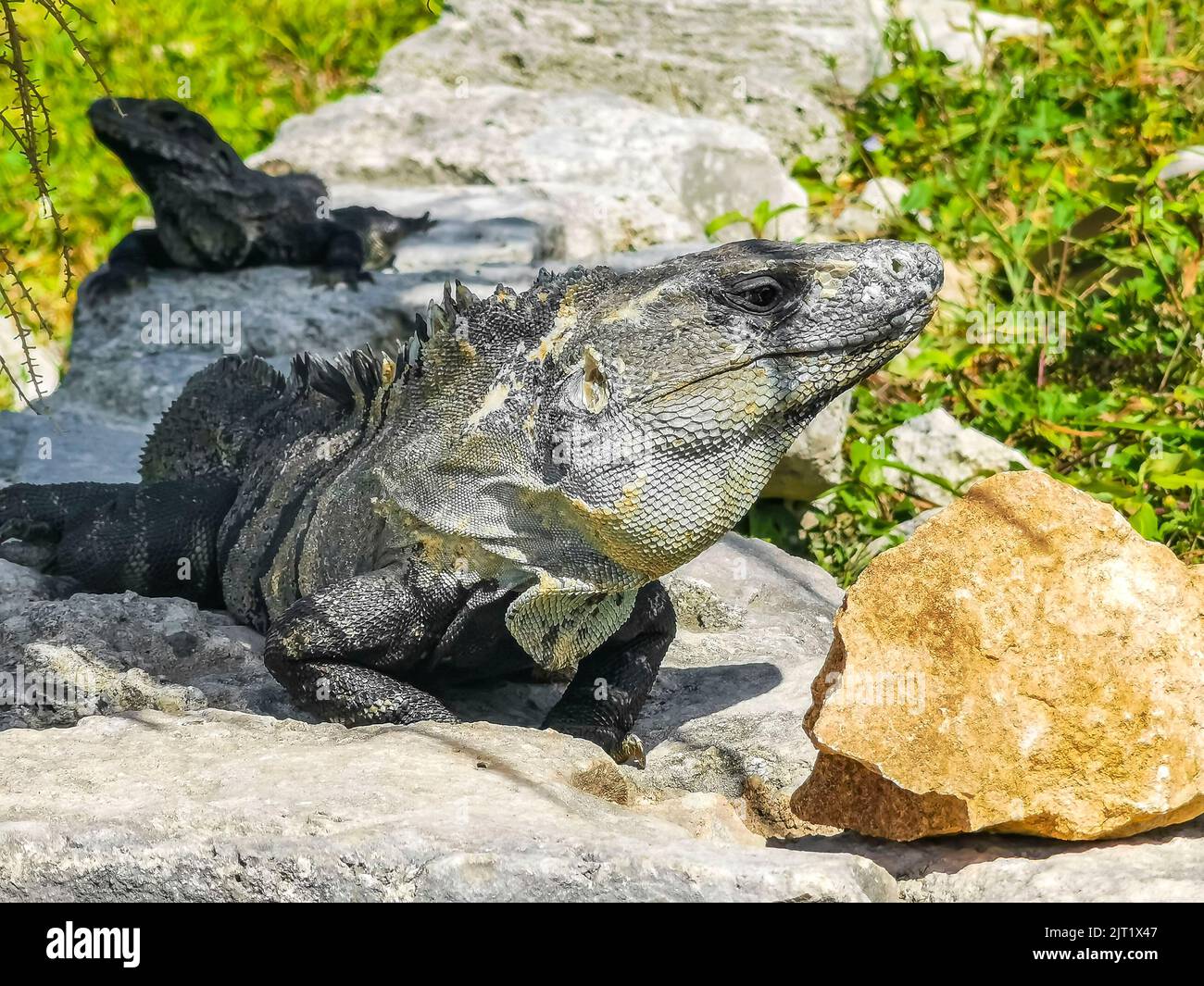 Huge Iguana gecko animal on rocks at the ancient Tulum ruins Mayan site ...