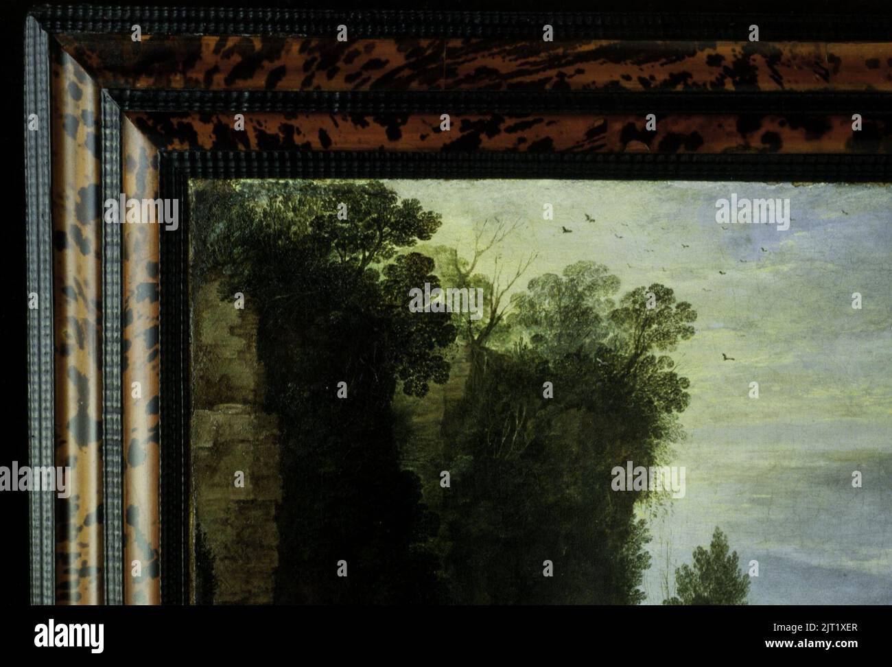 Tortoise Shell Frame Stock Photo - Alamy