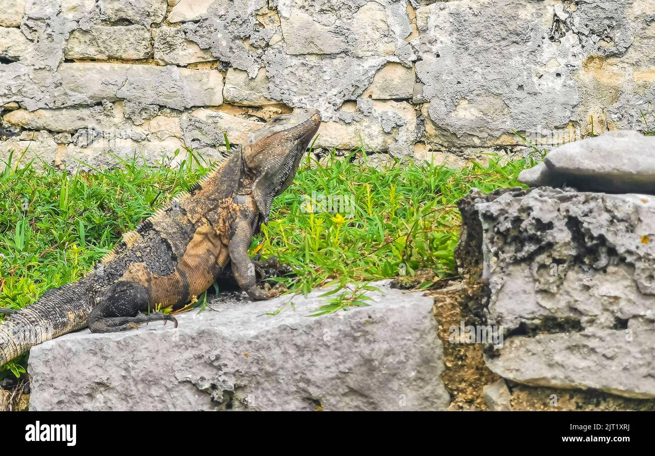 Huge Iguana gecko animal on rocks at the ancient Tulum ruins Mayan site ...