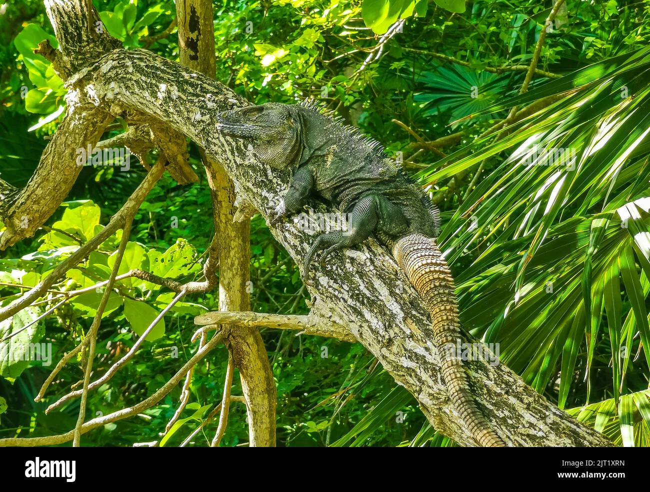 Huge Iguana gecko animal lying sitting on a branch of a tree at the ...