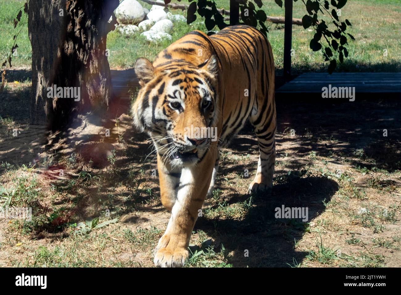an adult red tiger is coming. tiger in the zoo Stock Photo - Alamy