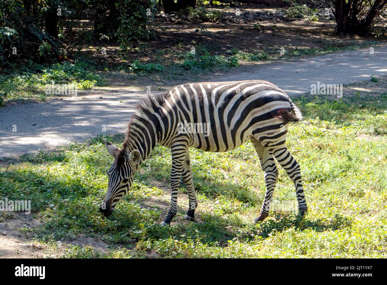 zebra stands and eats green grass. young zebra Stock Photo - Alamy