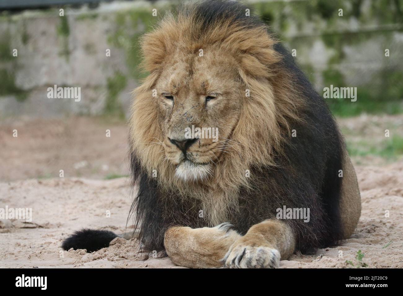 A big lion with a fluffy head lying down on the ground in a zoo in ...