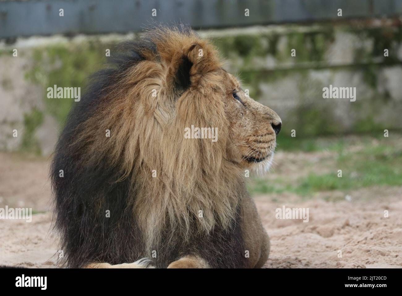 A big lion with a fluffy head lying down on the ground in a zoo in ...
