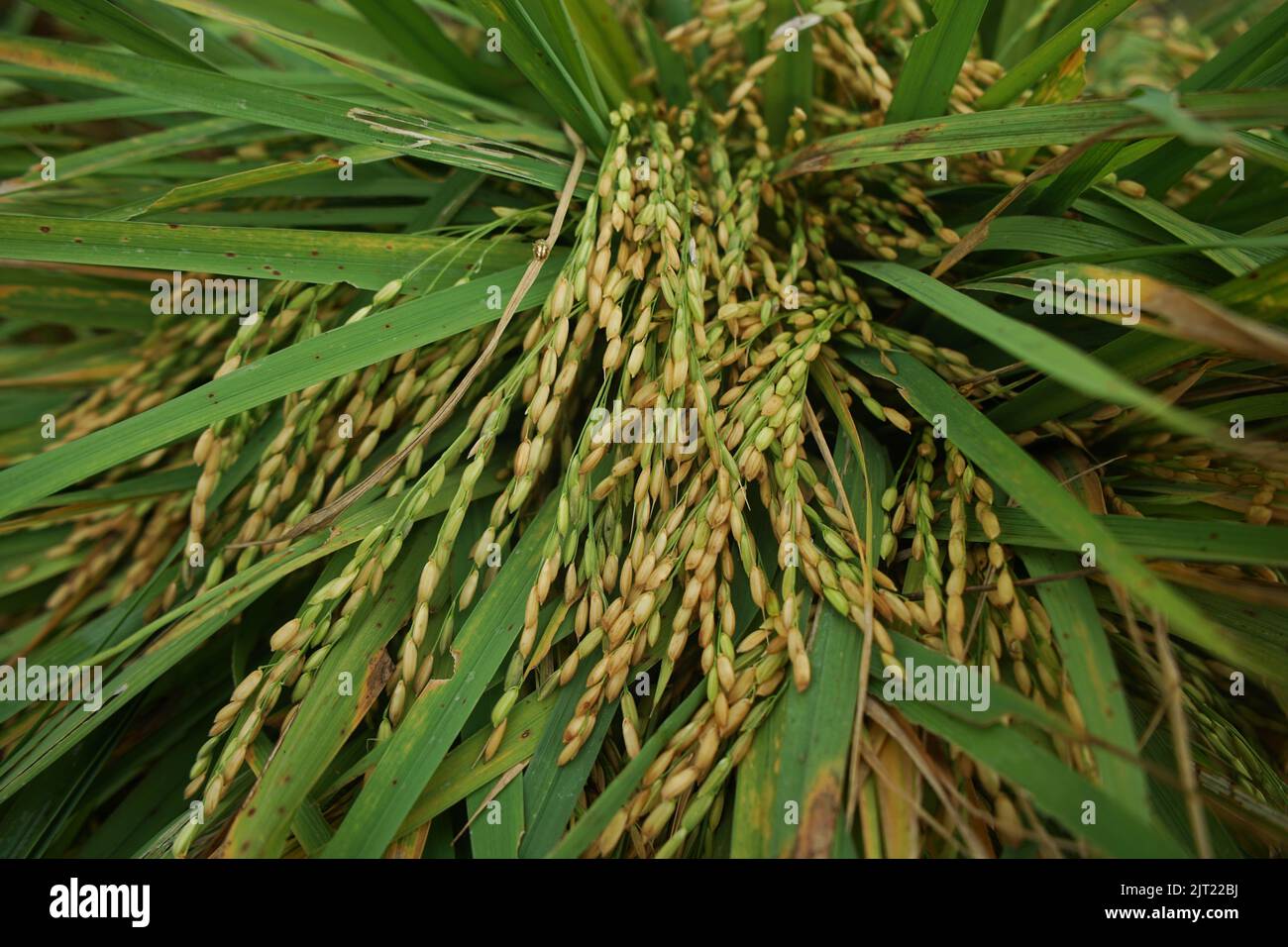 Sylhet, Sylhet, Bangladesh. 27th Aug, 2022. Farmers are harvesting ...