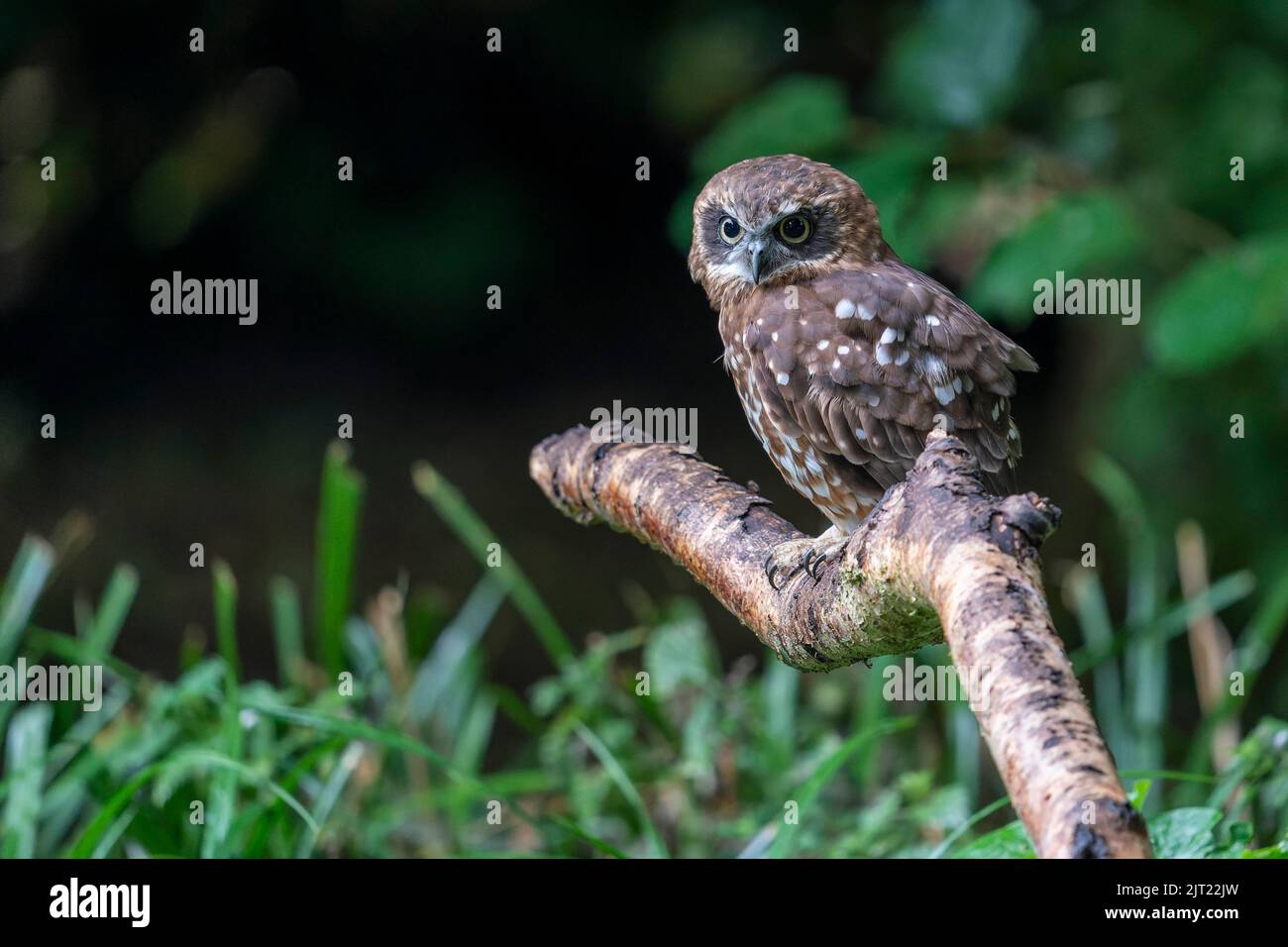 Boobook Owl at Hawk Conservancy Trust Stock Photo - Alamy