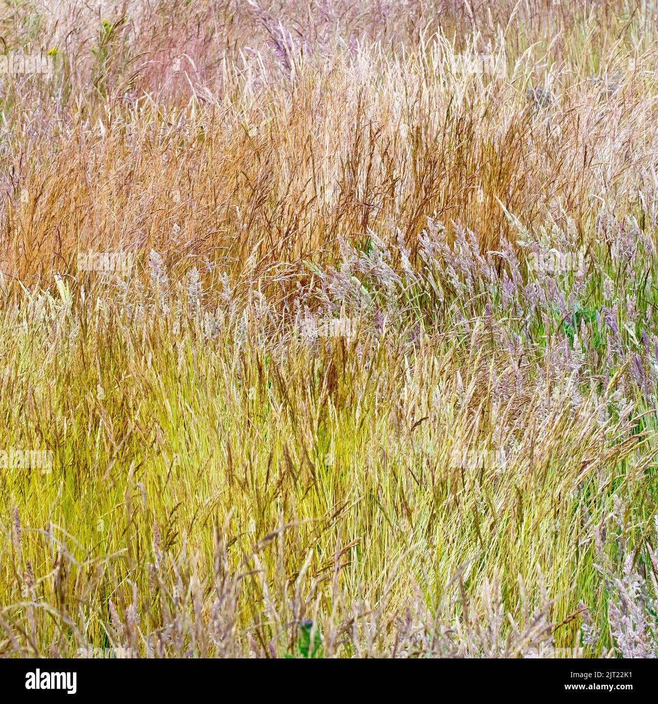 Different types of grasses hi-res stock photography and images - Alamy