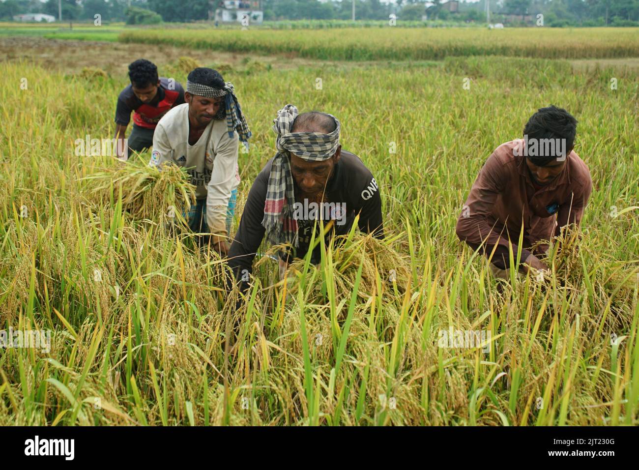 Sylhet, Sylhet, Bangladesh. 27th Aug, 2022. Farmers are harvesting ...
