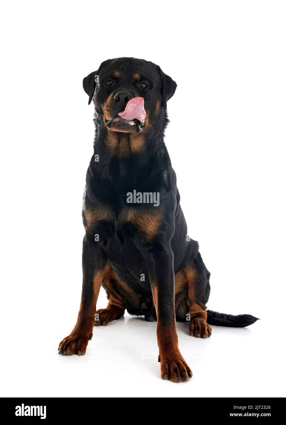 purebred rottweiler in front of white background Stock Photo - Alamy