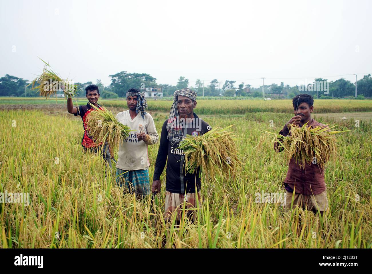 Sylhet, Sylhet, Bangladesh. 27th Aug, 2022. Farmers are harvesting ...