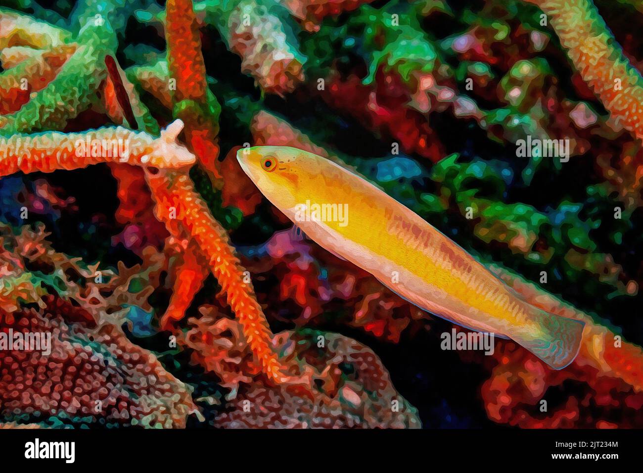 Digitally created watercolor painting of a juvenile Bluehead Wrasse in ...