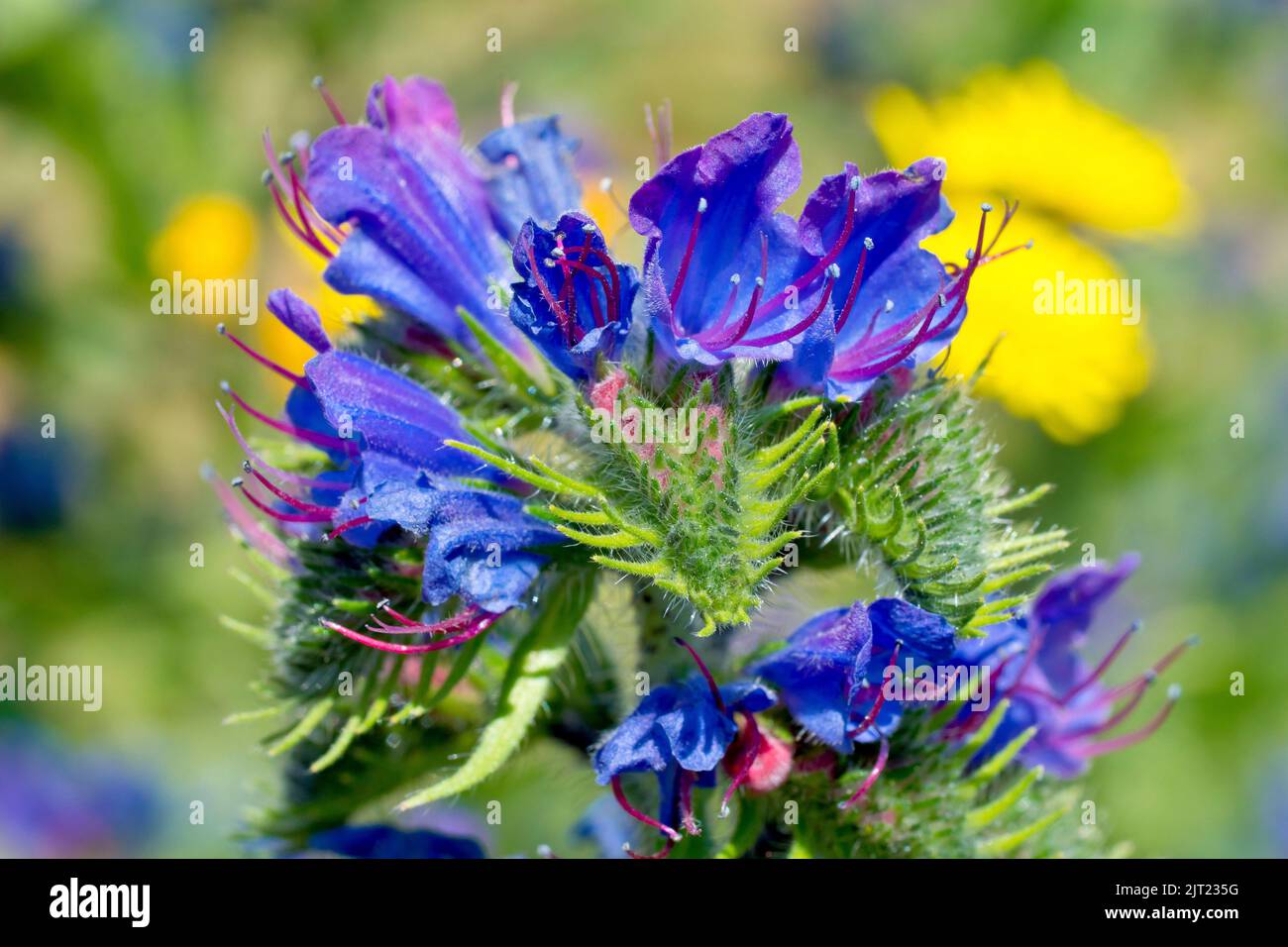 Viper's Bugloss (echium vulgare), close up of the flowers at the tip of ...