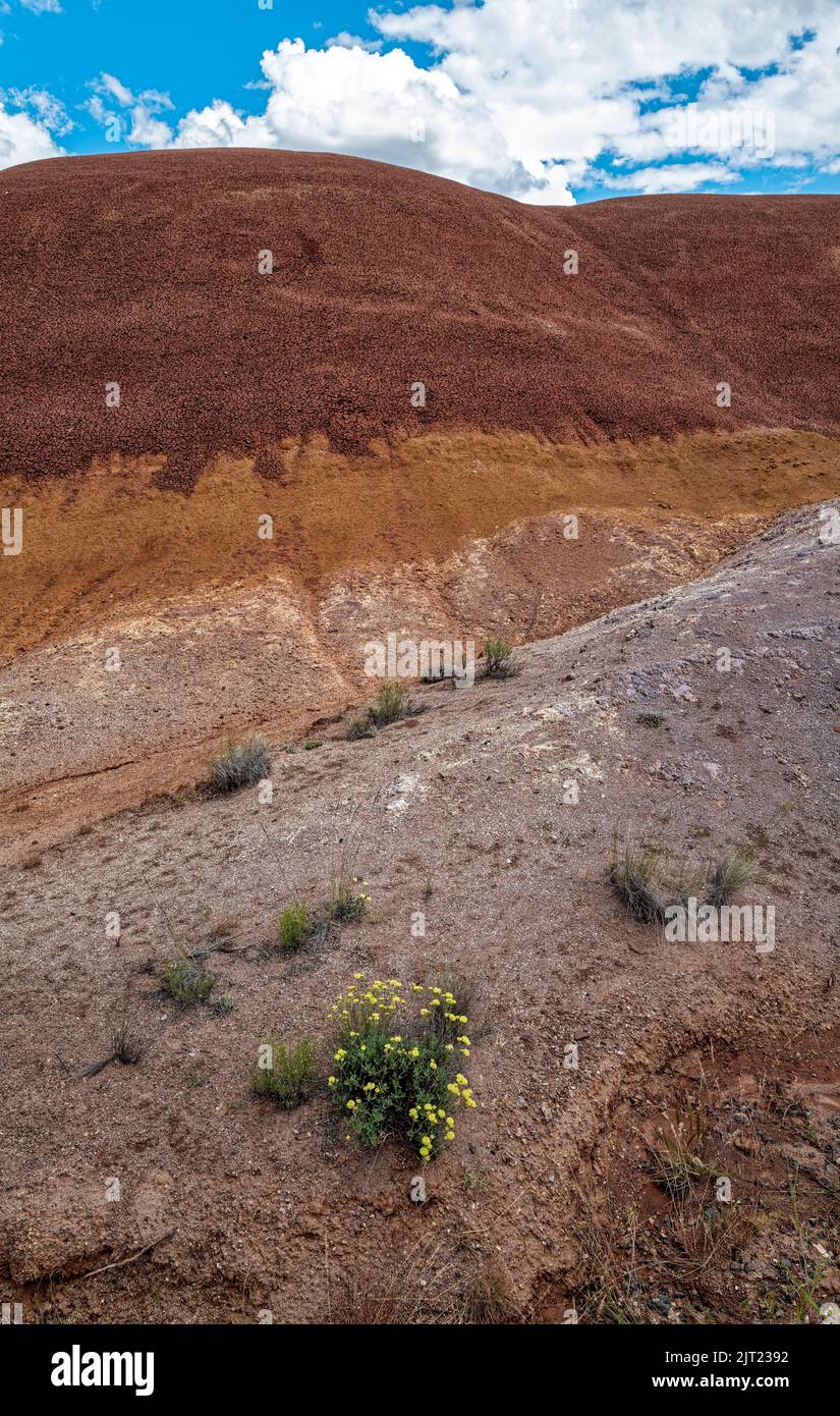Yellow flowers grow among the red clay at the Painted Hills Unit of the ...