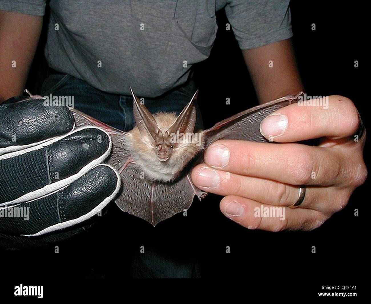 Bat nevada hi-res stock photography and images - Alamy