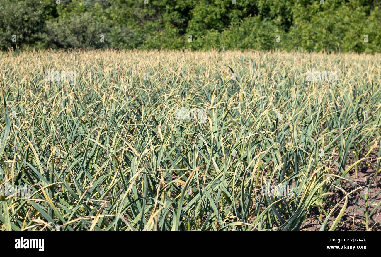 Garlic field in the landscape. Organic garlic grown in the countryside ...