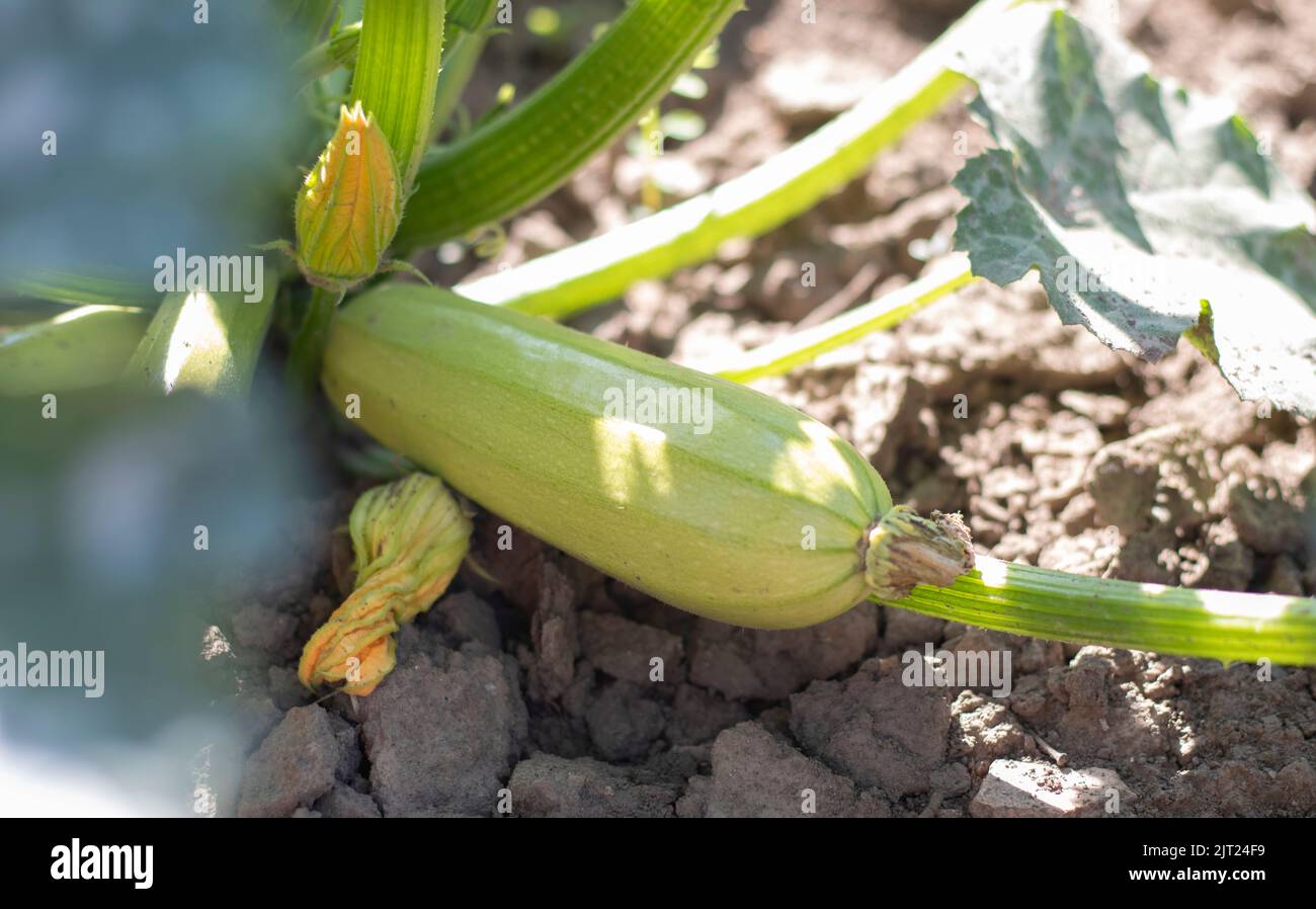Zucchini plant with lot of fruits in a vegetable garden. Fresh green ...