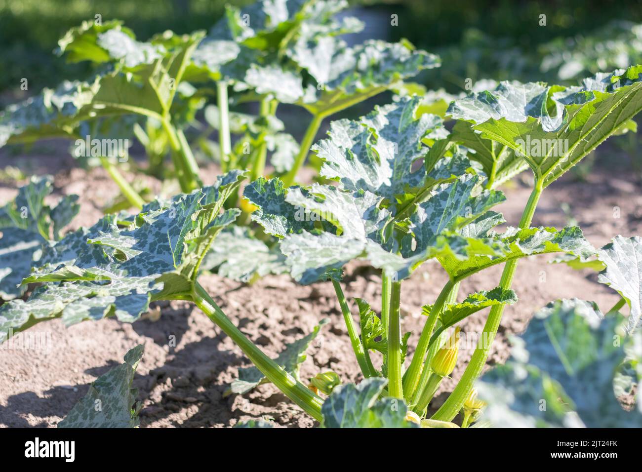 Zucchini plant with lot of fruits in a vegetable garden. Fresh green ...