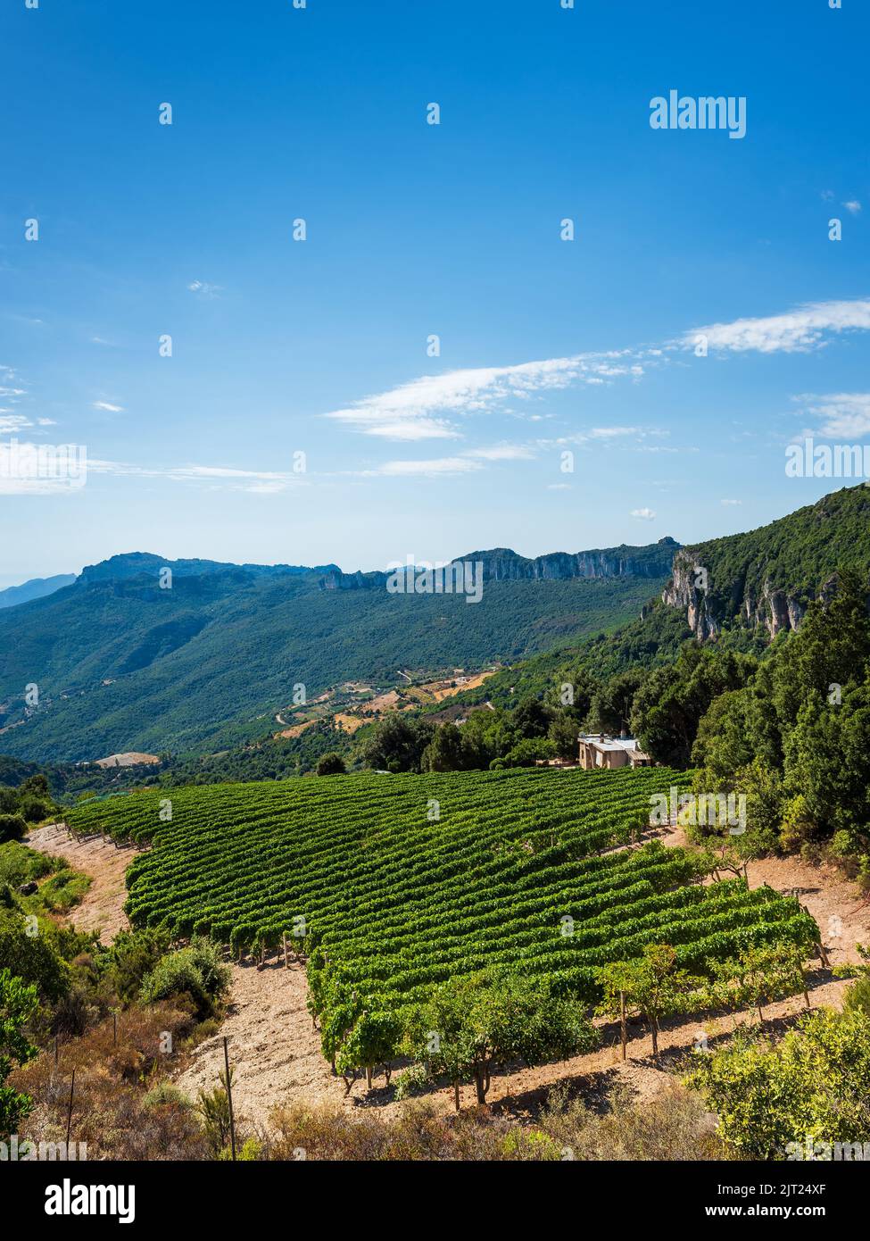 Mountain landscape with the cultivation of vineyards for the production of wine, Sardinia, Italy ...