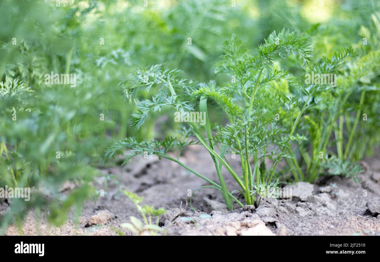 Carrots grow in the beds in the home garden on a summer day. Vegetable ...