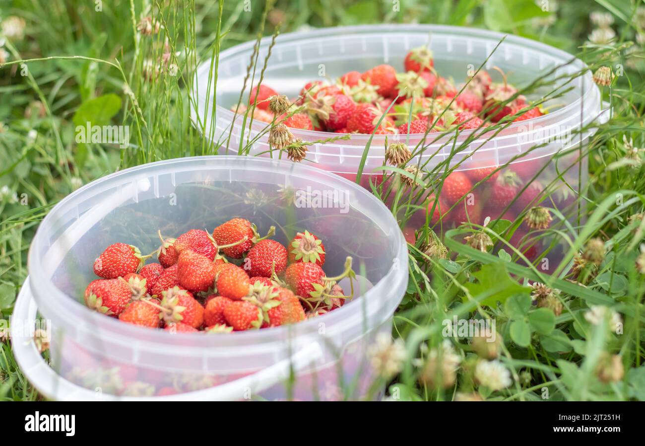 Full bucket of freshly picked strawberries in the summer garden. Close ...