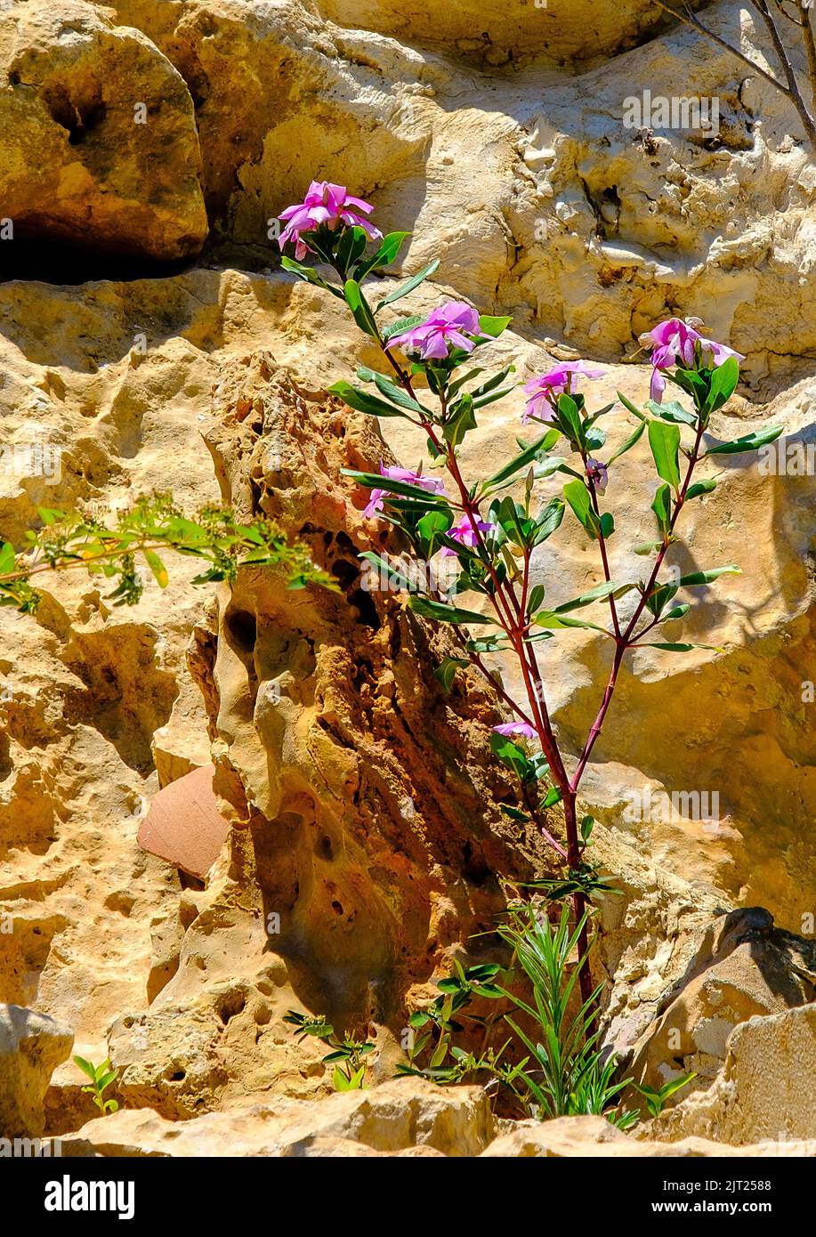 Beautiful flowers growing out of the rock Stock Photo - Alamy