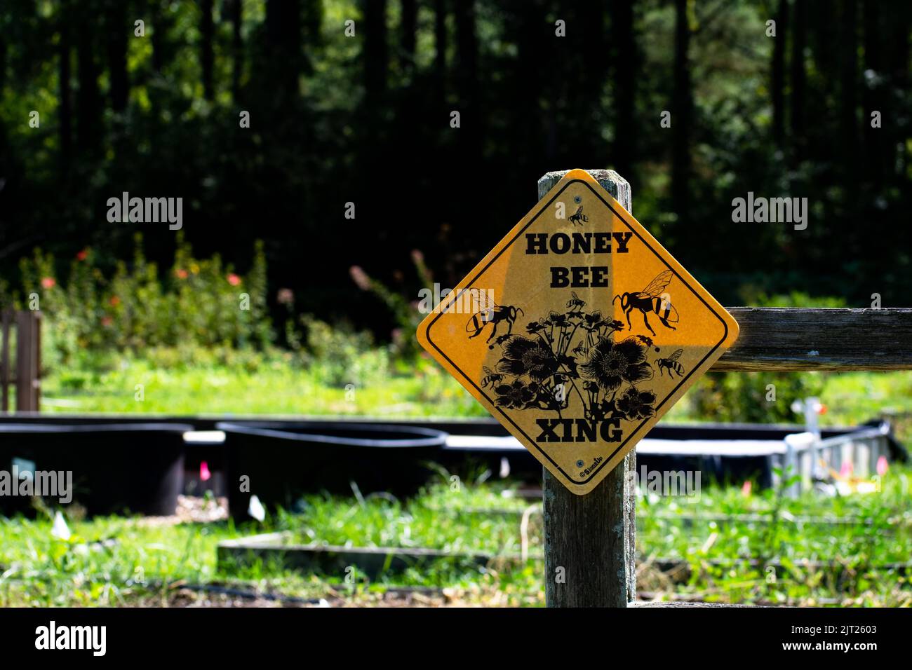 Closeup honey bee crossing sign - protect the bees Stock Photo - Alamy