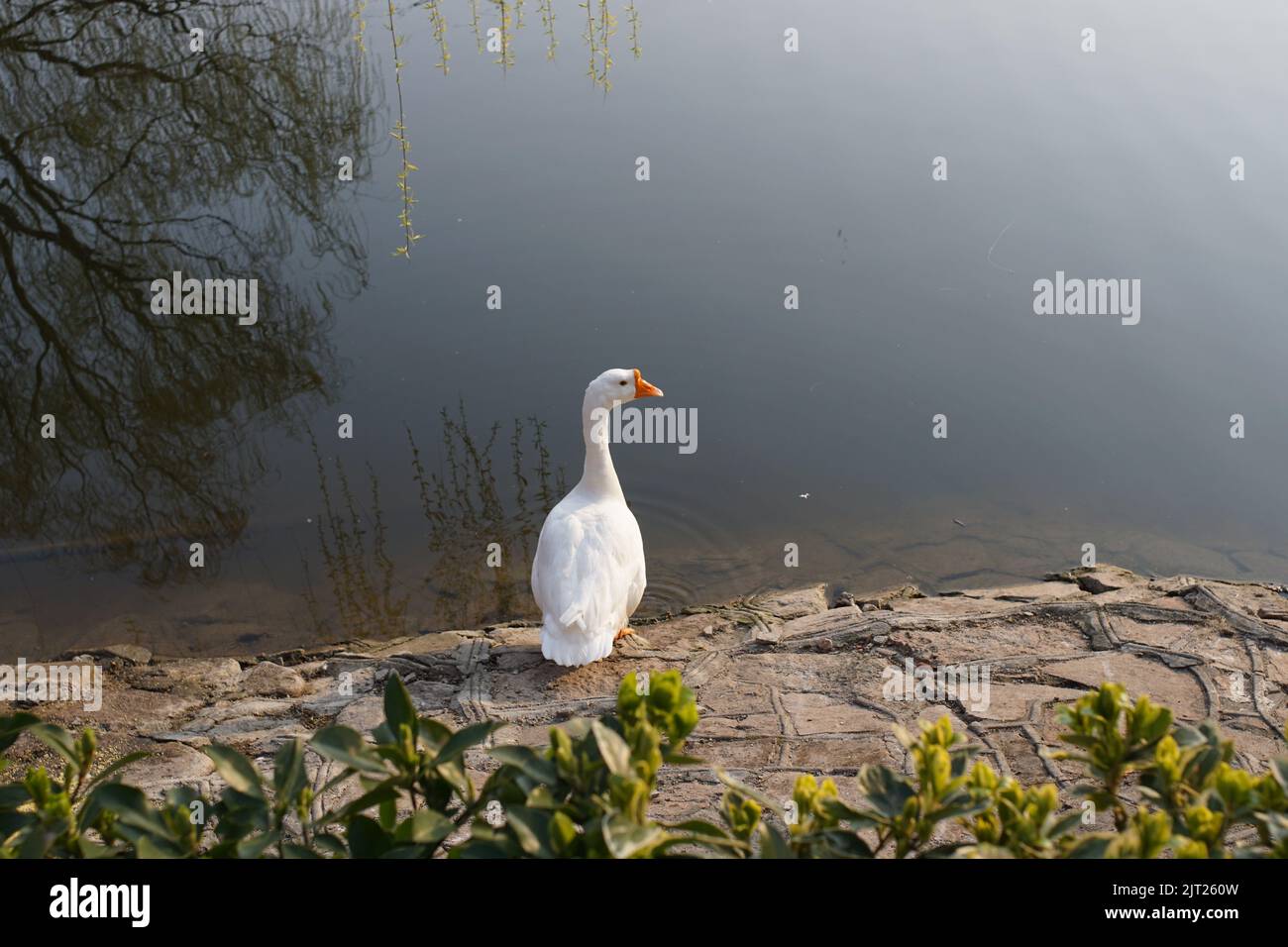A big white goose hi-res stock photography and images - Alamy
