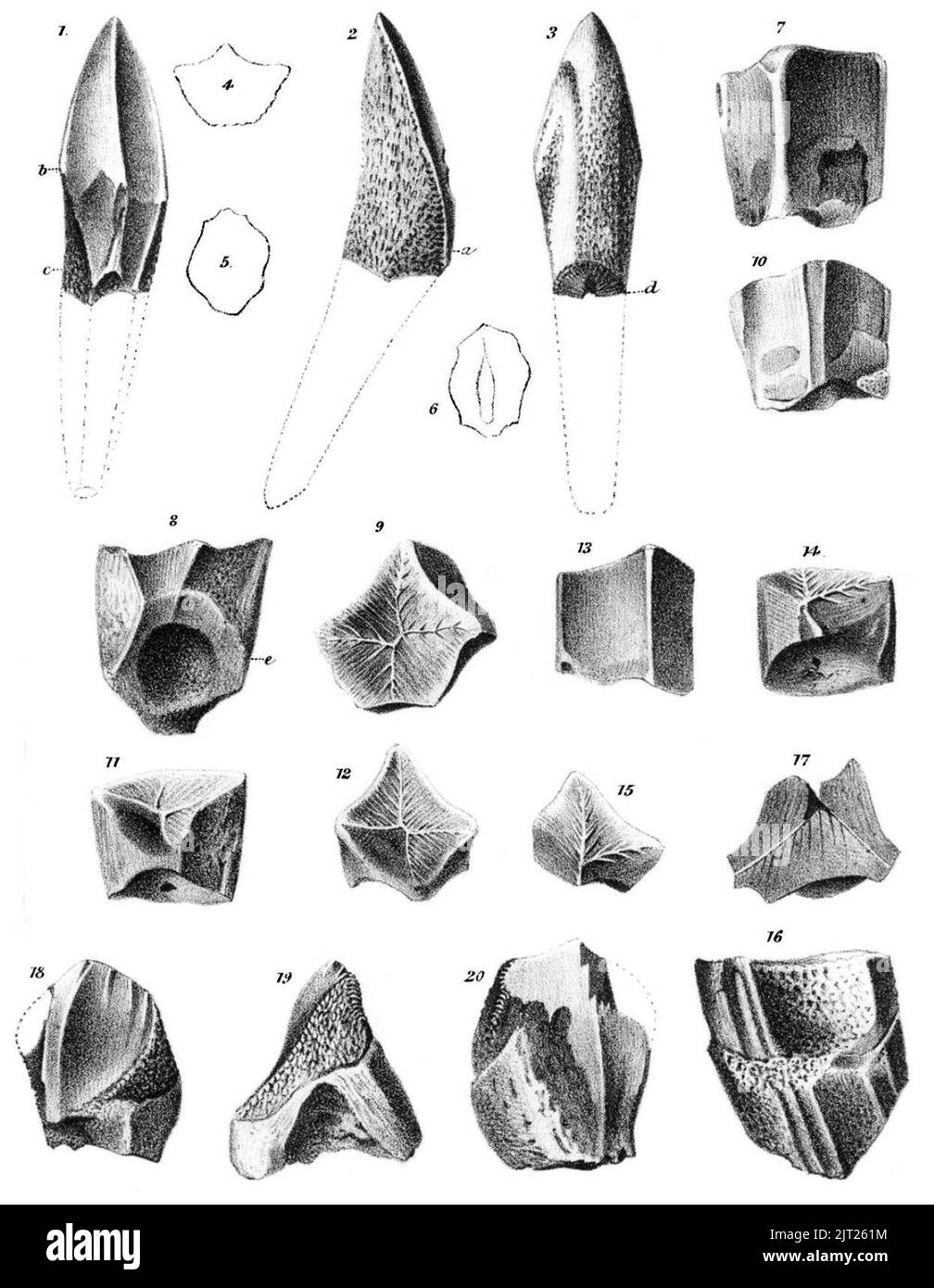 Trachodon hi-res stock photography and images - Alamy