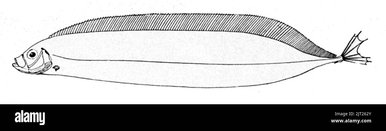 Trachipterus trachypterus hi-res stock photography and images - Alamy