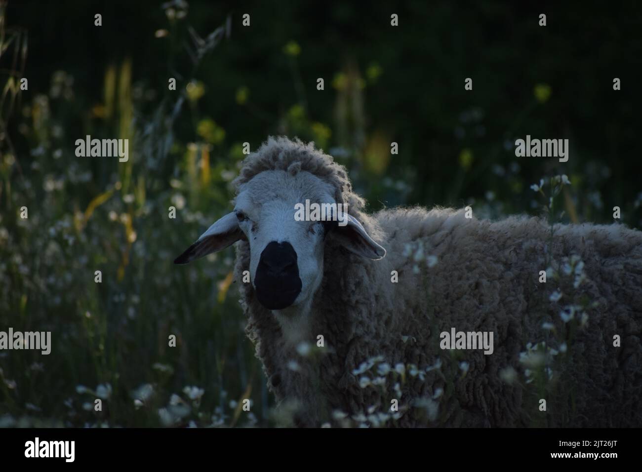 Rarebreed sheep hi-res stock photography and images - Alamy