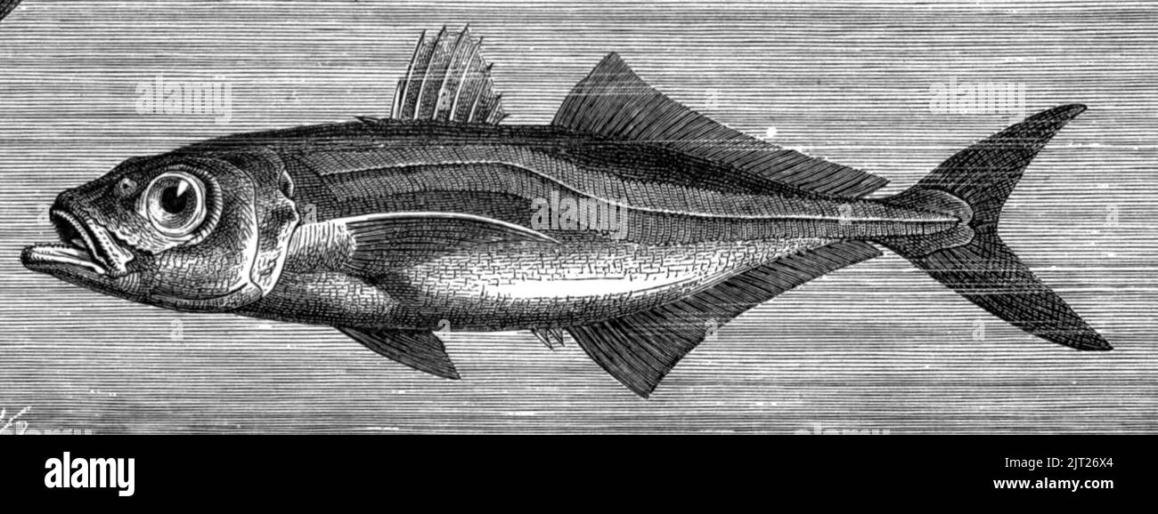 Trachurus trachurus Black and White Stock Photos & Images - Alamy