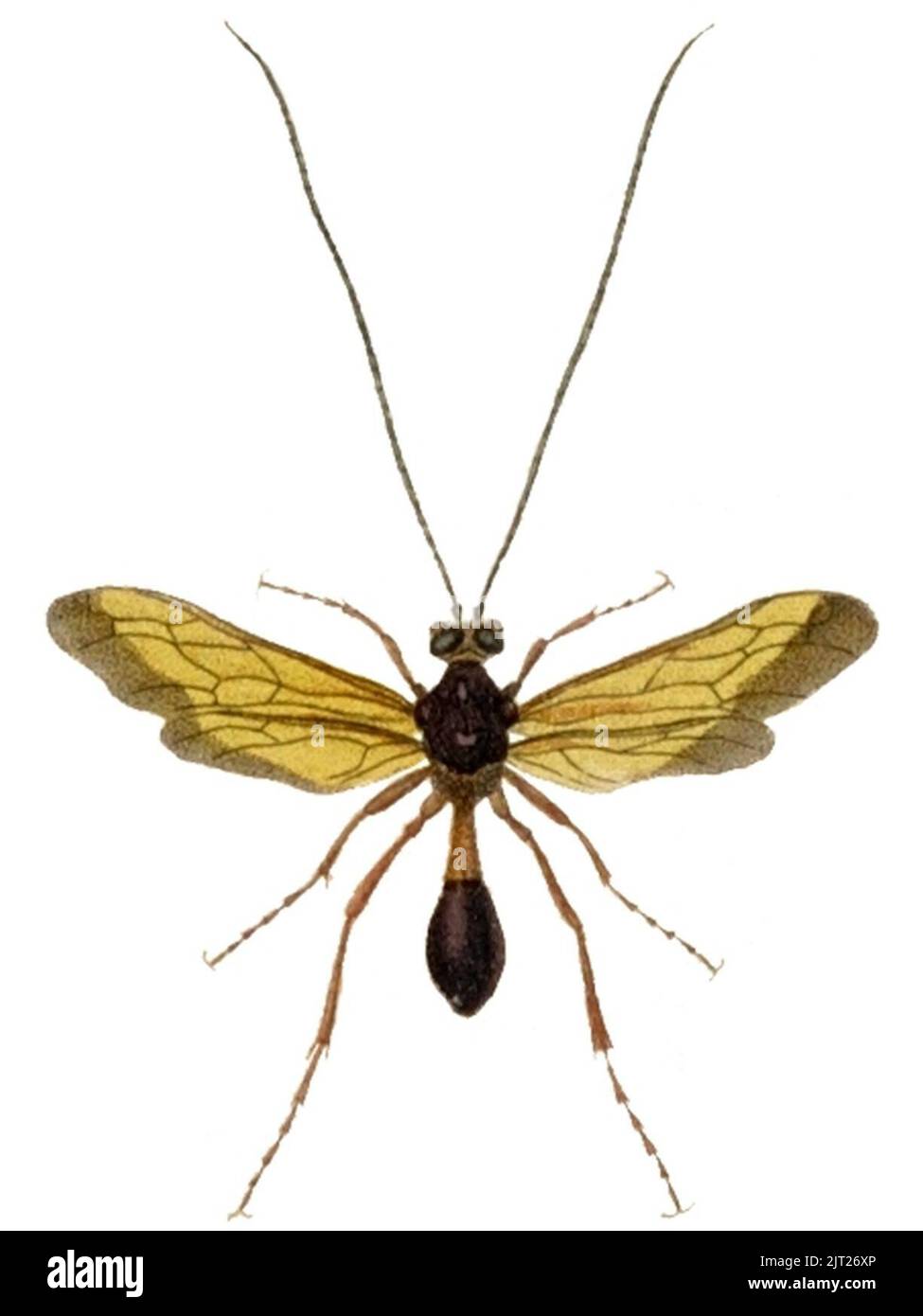 Trachypetus hi-res stock photography and images - Alamy