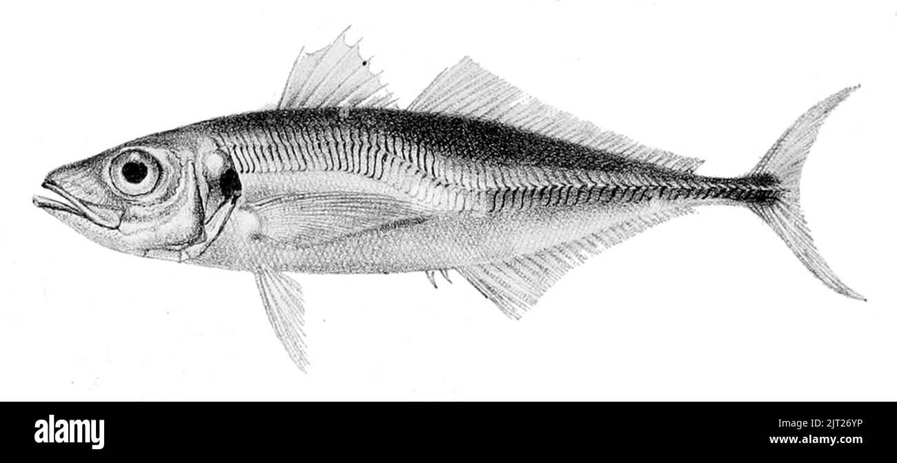 Trachurus1 hi-res stock photography and images - Alamy