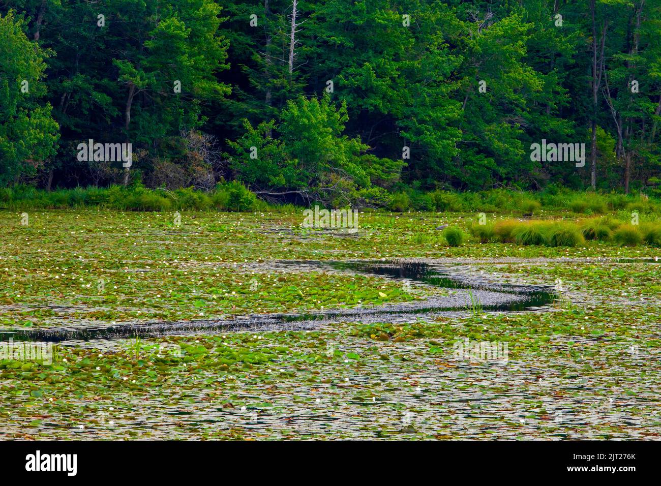 Larsen Lake is an empoundment along the headwaters of the Lehigh River ...