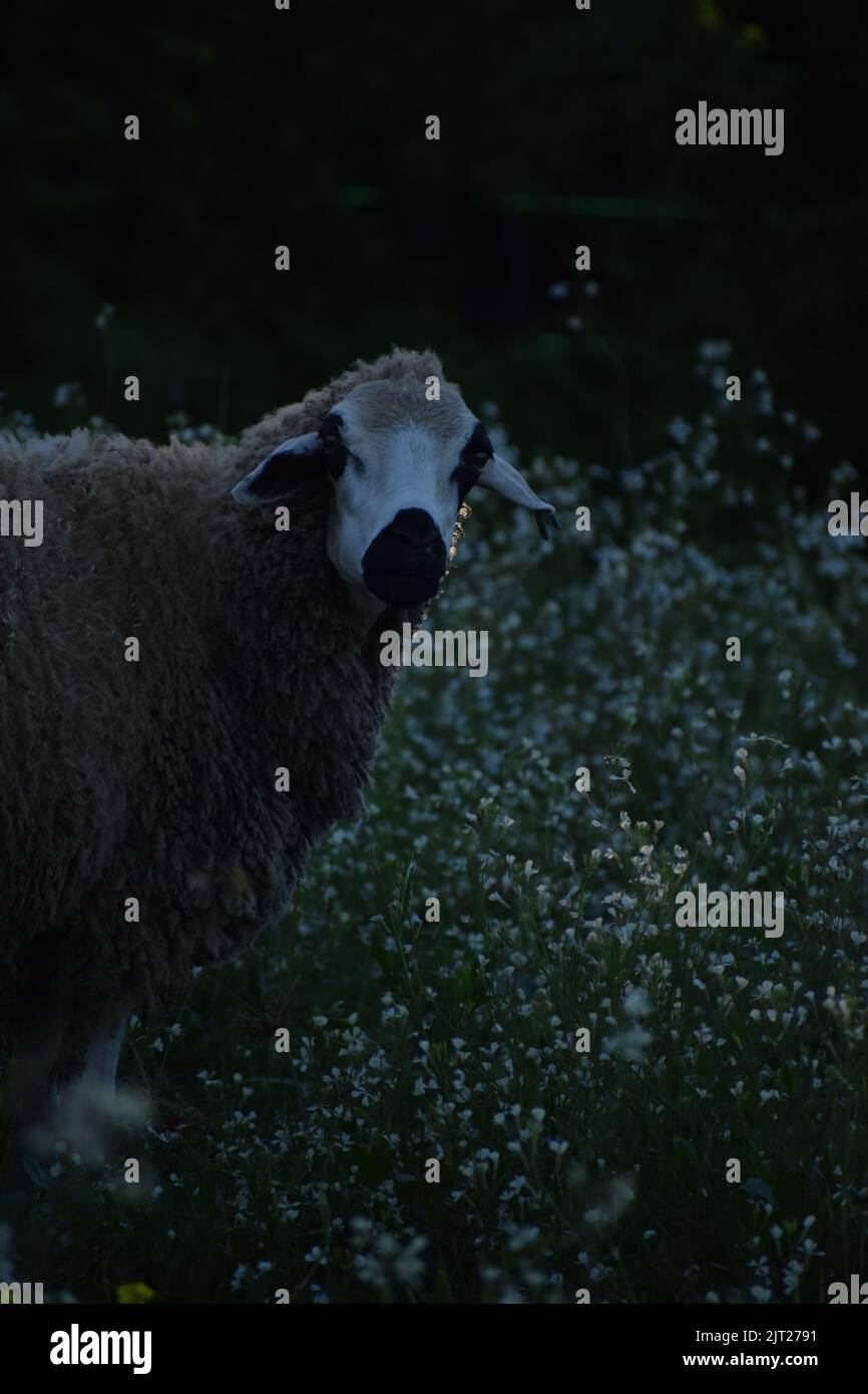 Sheepbreed hi-res stock photography and images - Alamy