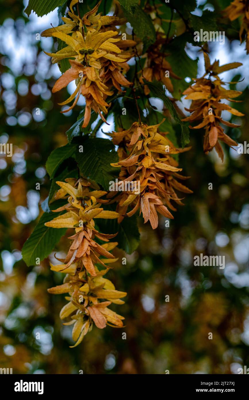yellow orange winged nut fruits of a maple tree in summer Stock Photo ...