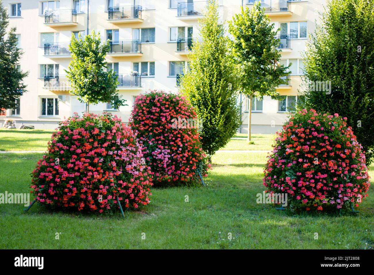 Flowers in the city. Red and pink flower pots near apartment house in ...