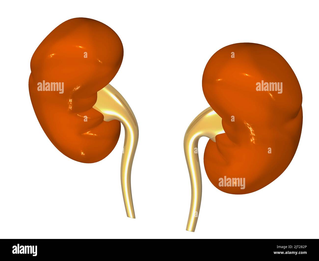 Realistic Detailed 3 d Kidney. Human Internal Organs. Part of Body for ...