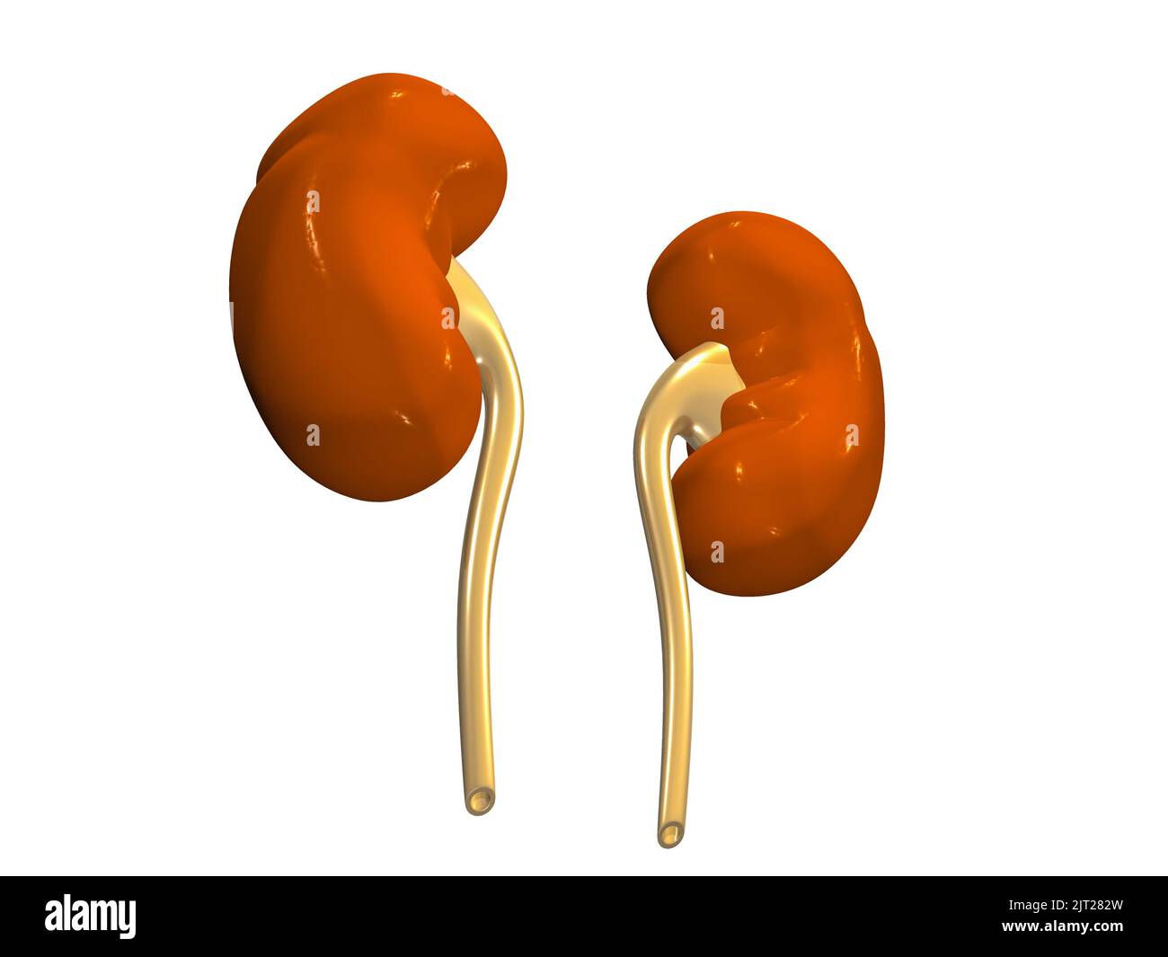 Realistic Detailed 3 d Kidney. Human Internal Organs. Part of Body for ...