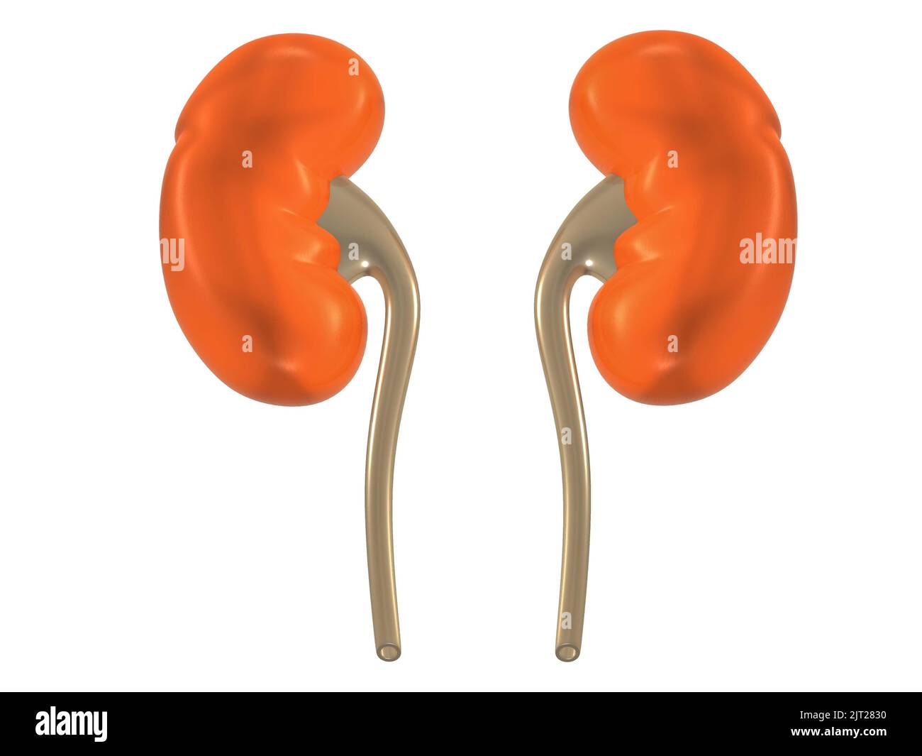 Realistic Detailed 3 d Kidney. Human Internal Organs. Part of Body for ...