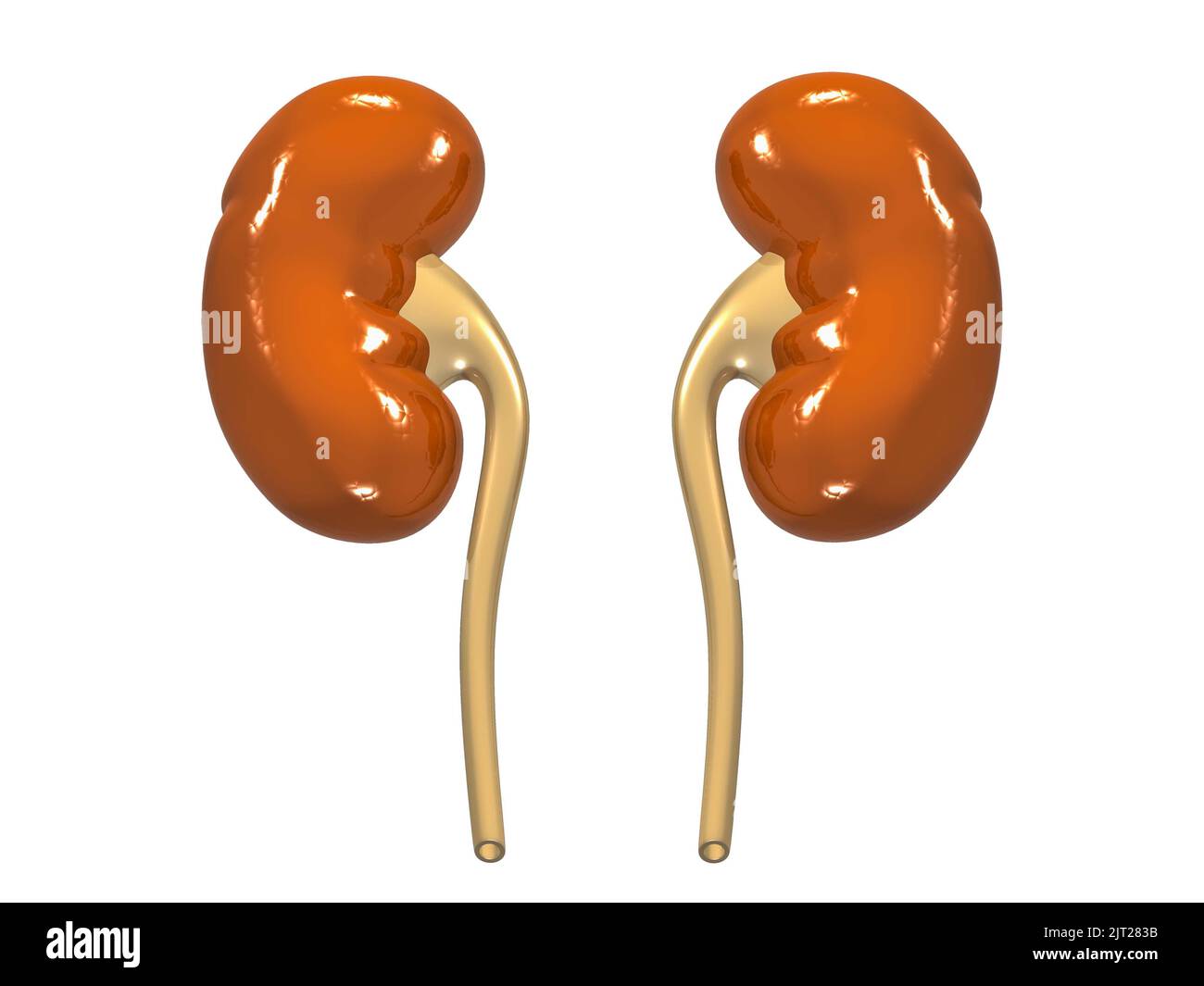 Realistic Detailed 3 d Kidney. Human Internal Organs. Part of Body for ...