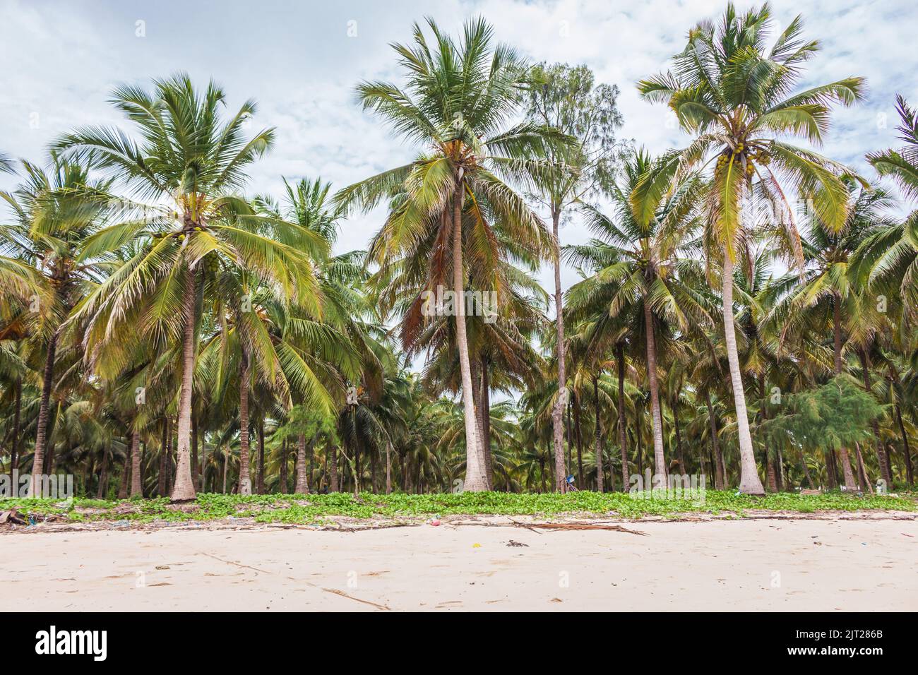 Coconut trees on tropical beach with white sand. Palm trees on seashore ...
