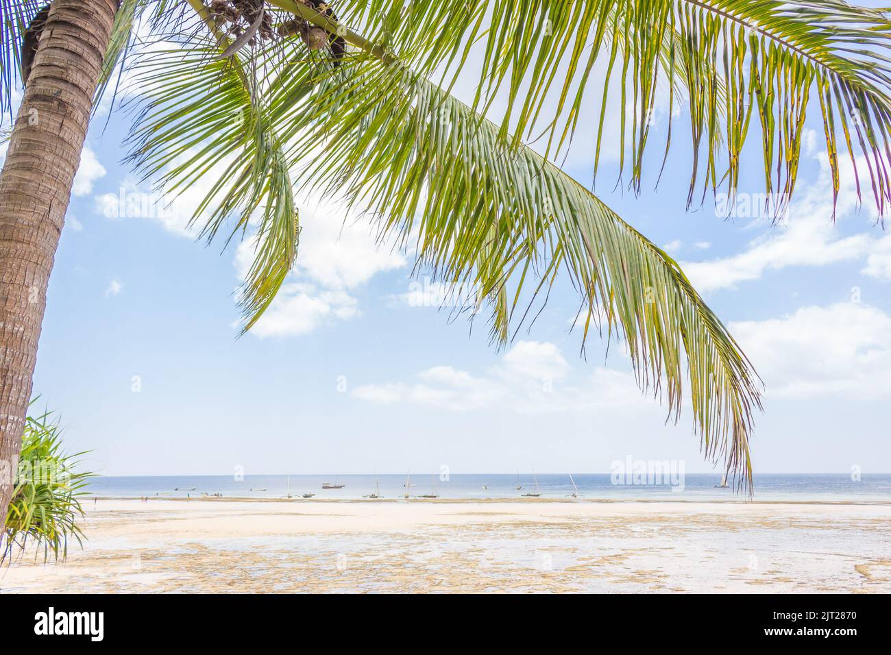 Palm tree on the beach. Low tide of Indian ocean. Tranquil seascape ...