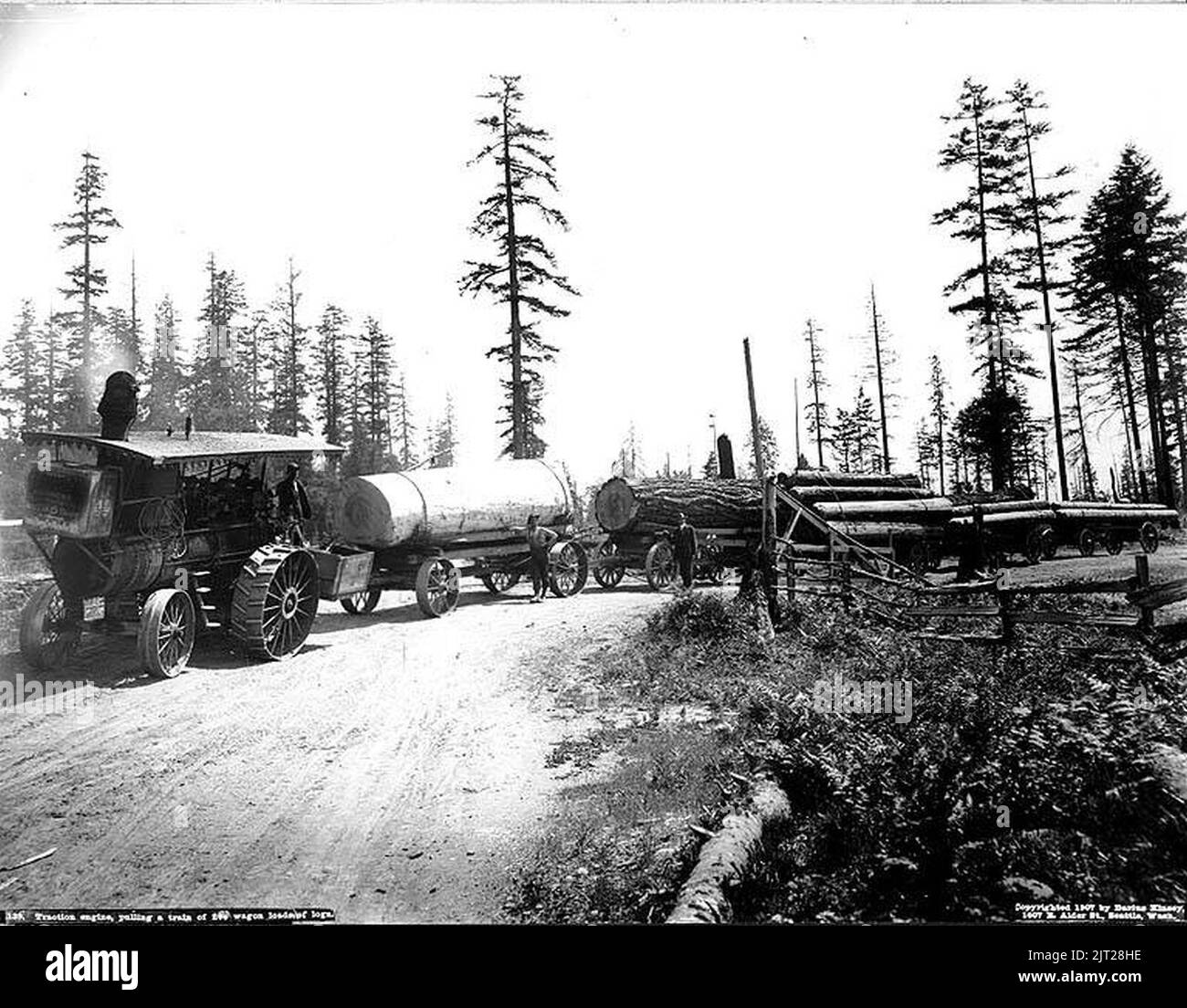 Traction engine pulling a train of five wagon loads of logs, Washington ...